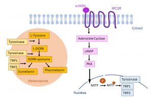 The Importance of Melanin in Protecting the Skin - Hexis Lab